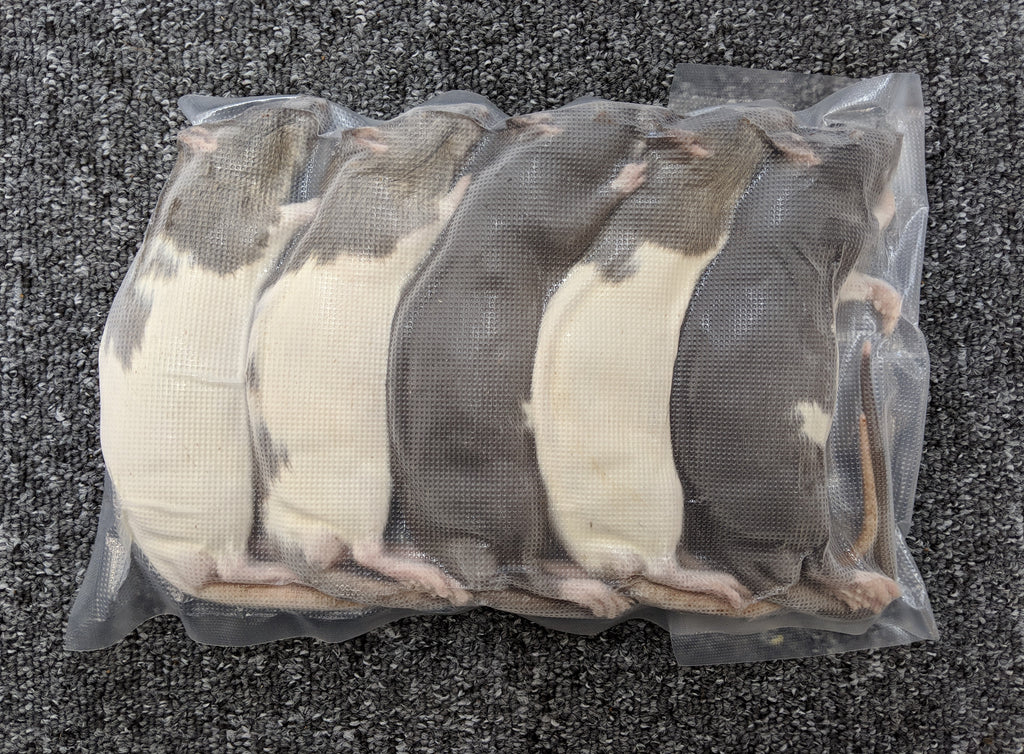 Frozen Medium Rats - 130-229g - Pack of 5 - BloodBall Reptiles ...