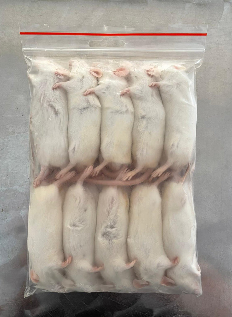 Jumbo Mice - 30g+ - Pack of 10 – Rattlesnacks