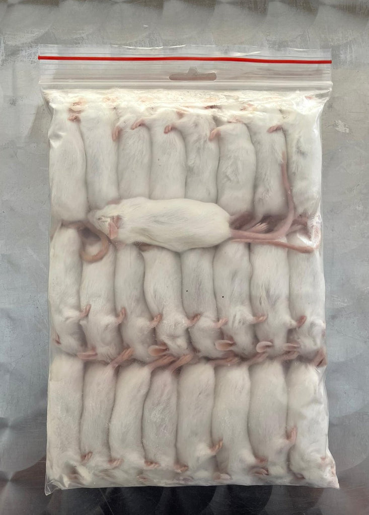 Large Mice - 21-26g - Pack of 25 – Rattlesnacks