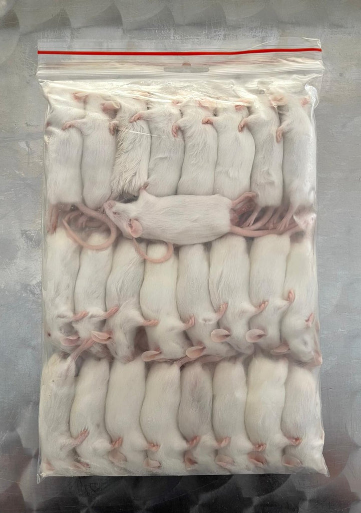 Medium Mice - 16-20g - Pack of 25 – Rattlesnacks