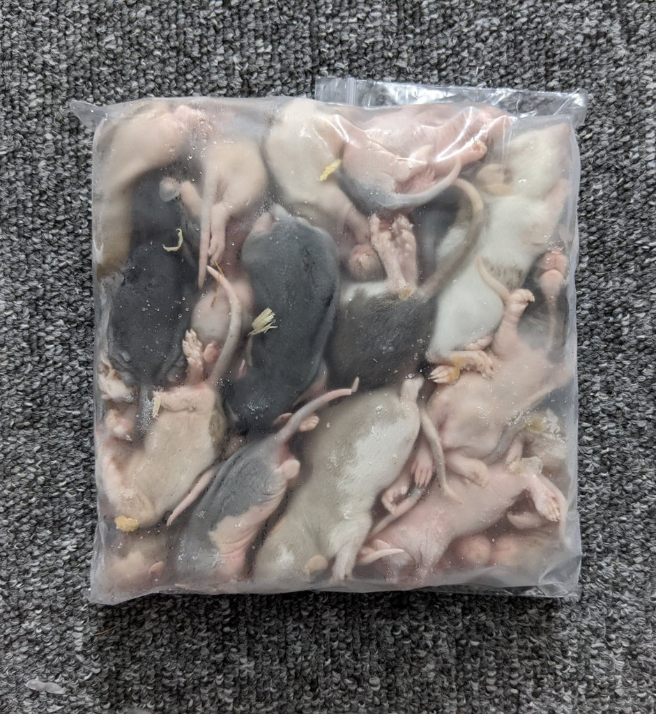 Frozen Fuzzy / Fluff Rats - 10-29g - Pack of 25 - BloodBall Reptiles ...