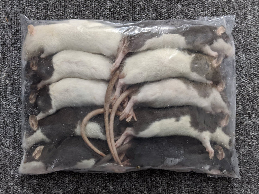 Frozen Large Weaner Rats - 50-79g - Pack of 10 - BloodBall Reptiles ...
